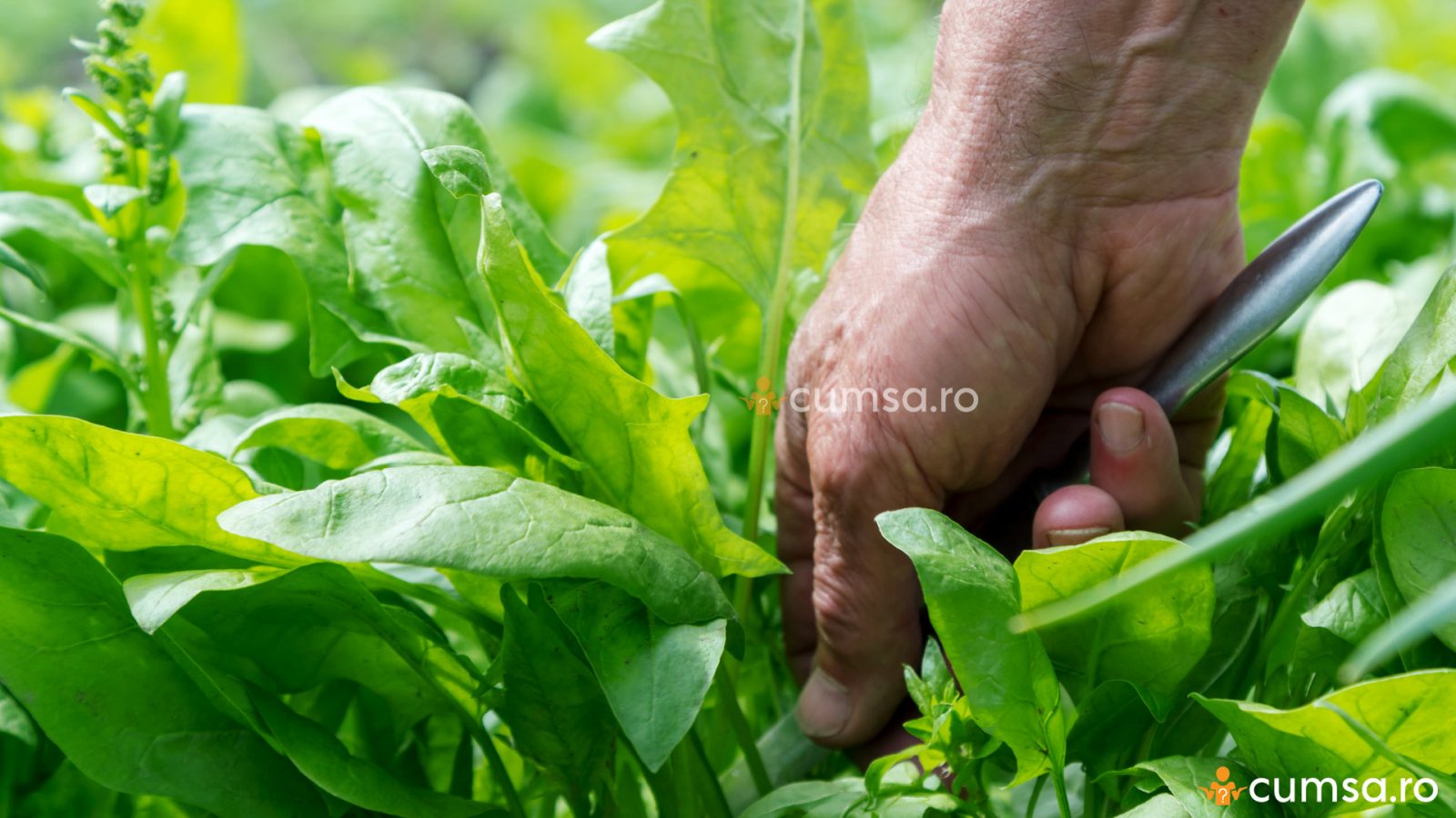 Cum sa cultivi stevia si cum sa ingrijesti aceasta planta - cumsa.ro
