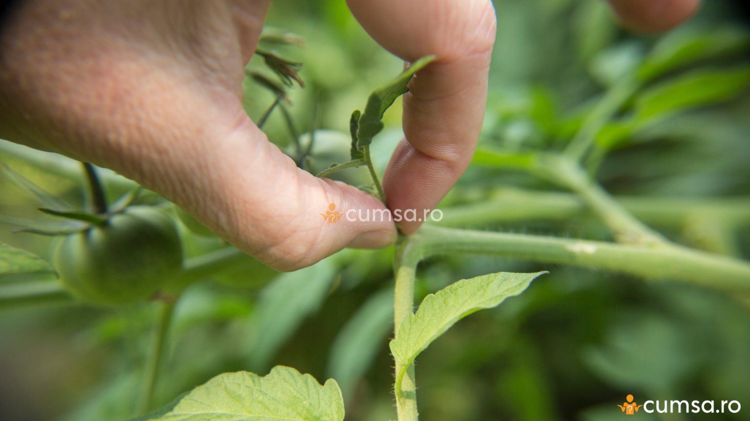 Cum sa faci copilirea rosiilor si cu ce le stropesti dupa acest proces ...