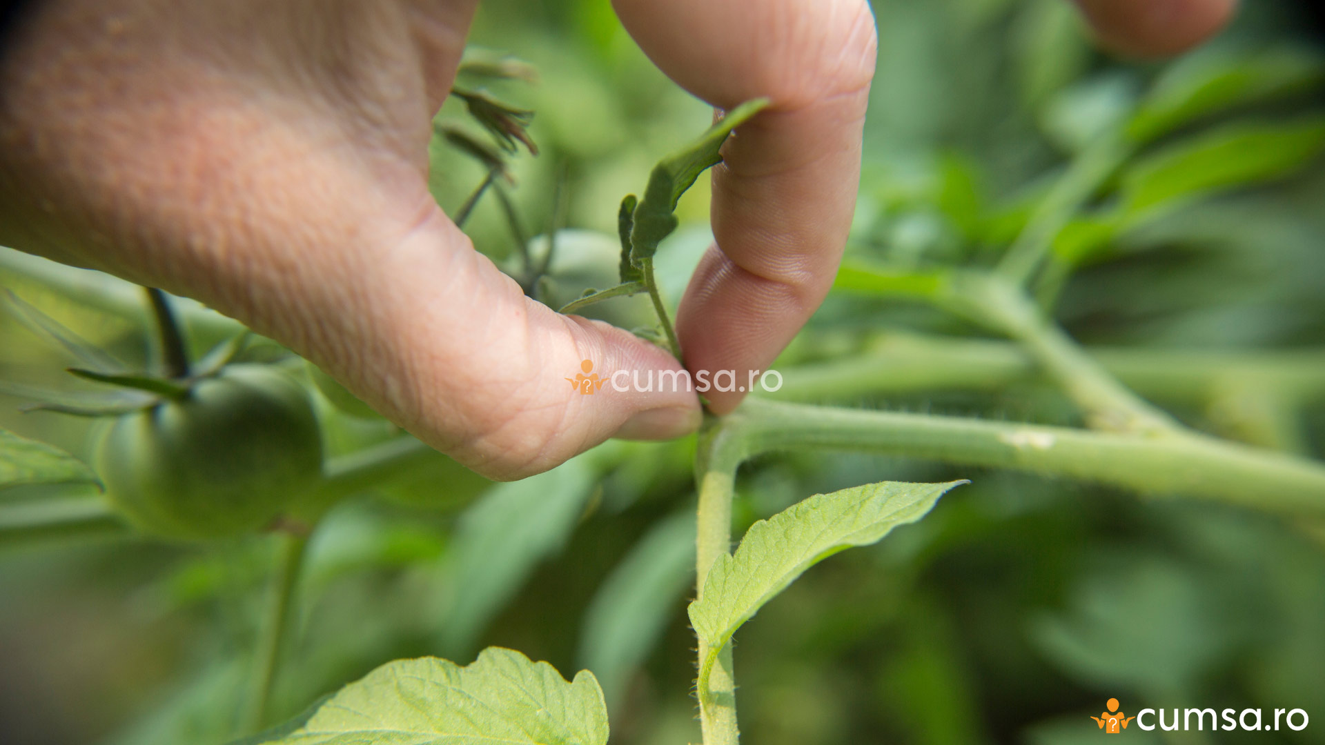 Cum sa faci copilirea rosiilor si cu ce le stropesti dupa acest proces ...