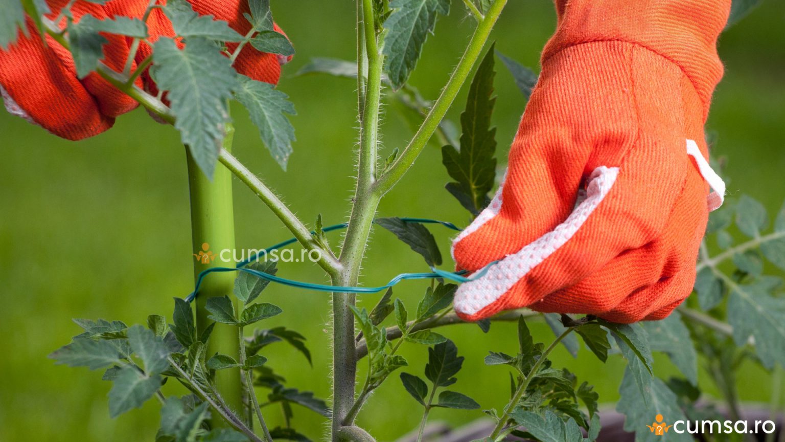 Cum sa faci palisarea rosiilor. De ce este necesara? - cumsa.ro