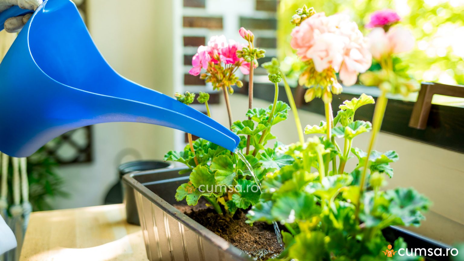 Cum sa folosesti apa distilata pentru flori - cumsa.ro
