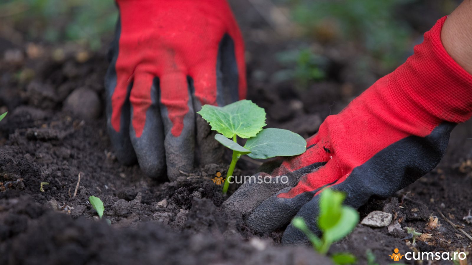 Cum sa plantezi rasadurile. La ce distanta si in ce perioada - cumsa.ro