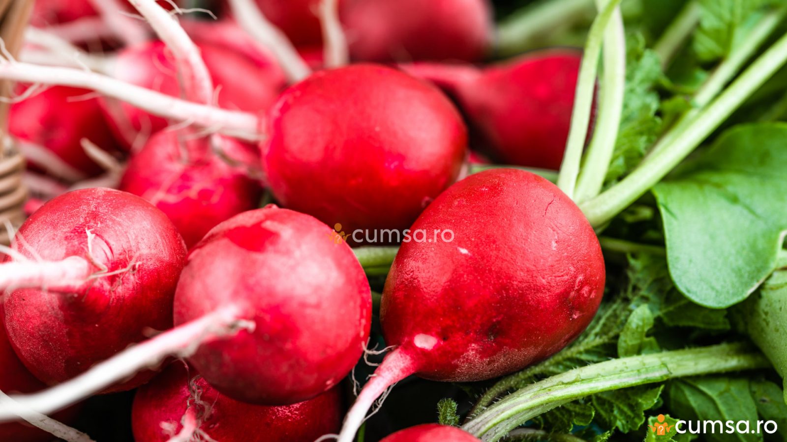 Cum sa plantezi ridichi. Cand se seamana si cum pregatesti solul - cumsa.ro