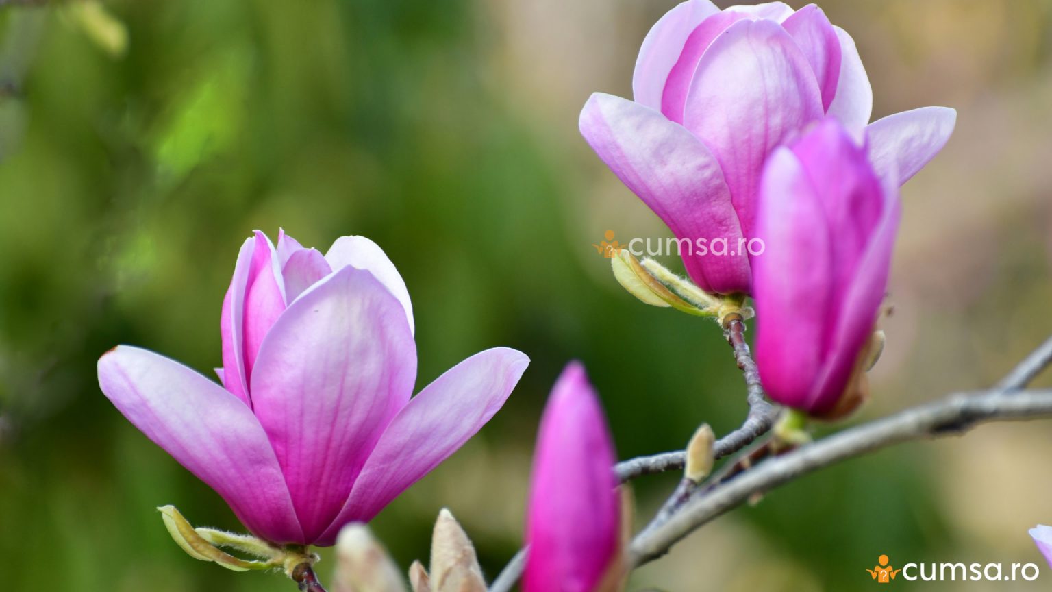 Plantare si ingrijire magnolie. Cum sa o faci in mod corect - cumsa.ro