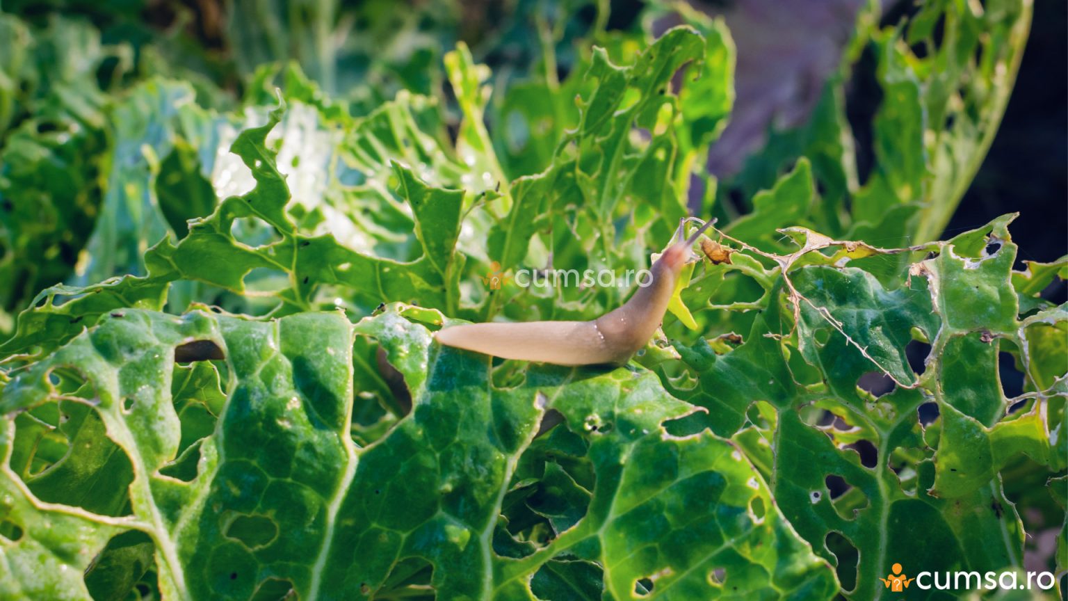 Cum sa scapi de melci. Combatere limacsi cu solutii 100% naturale ...