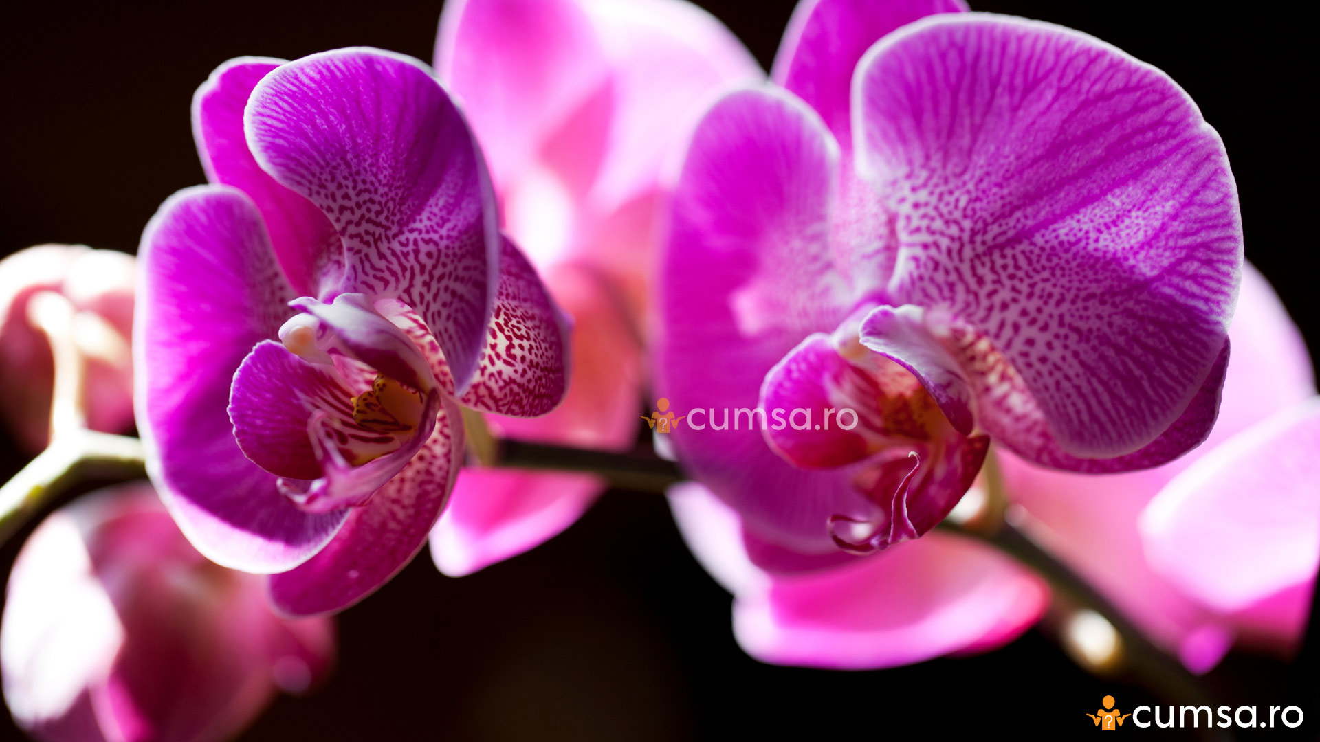 Cum sa ingrijesti orhideele. Solutii naturale pentru tratarea acestor ...