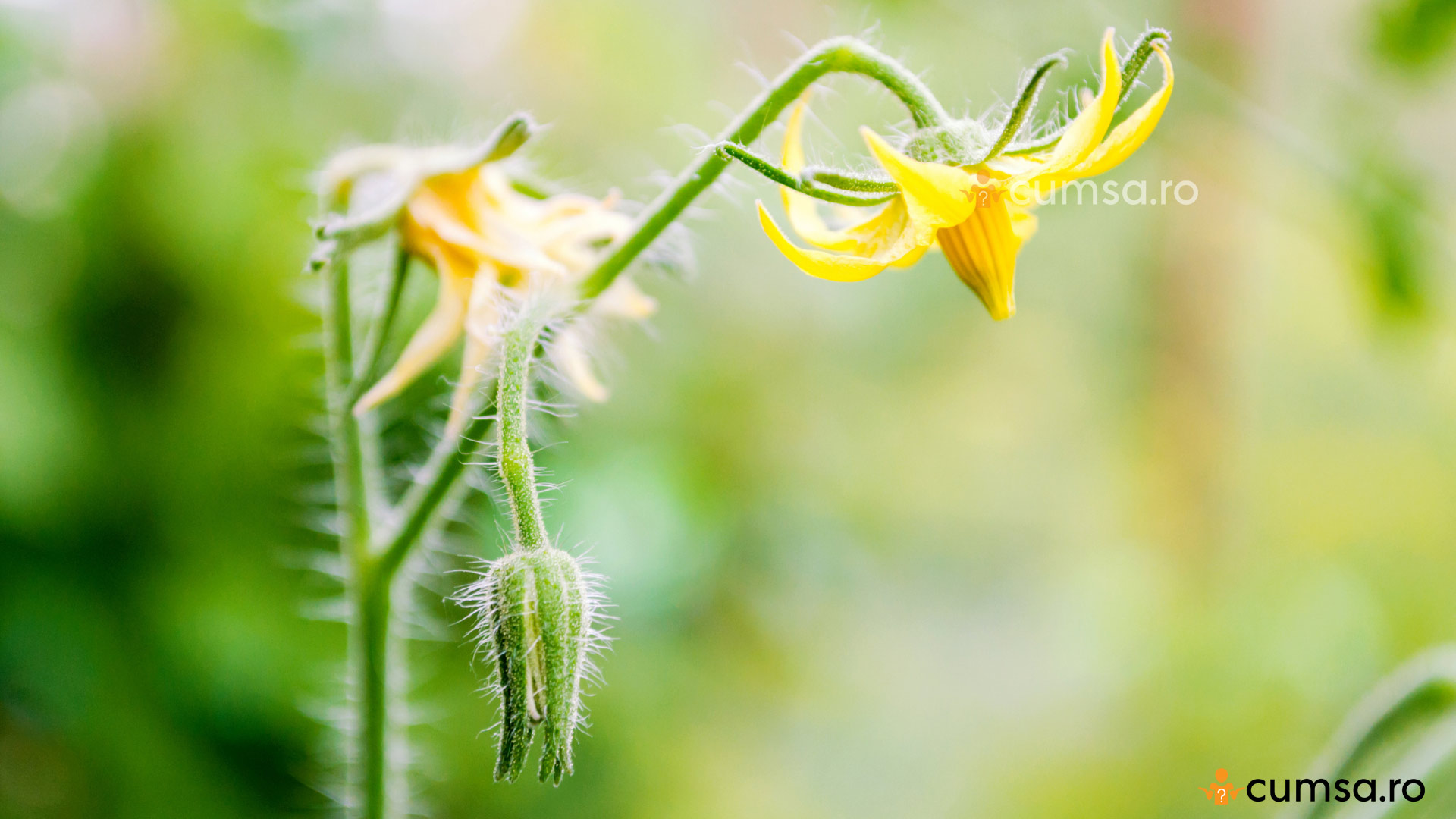 Cum sa faci polenizarea manuala a rosiilor - cumsa.ro