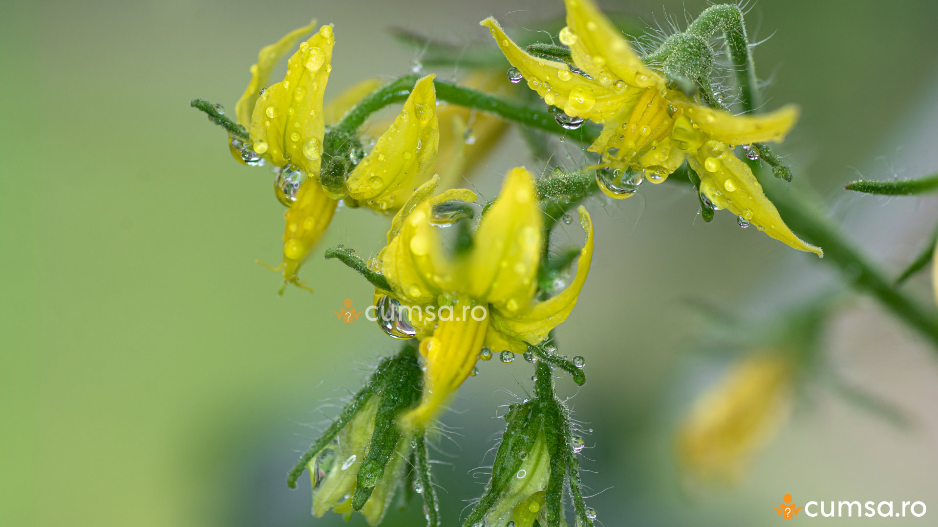 Cum sa folosesti sare Epsom pentru rosiile din gradina - cumsa.ro