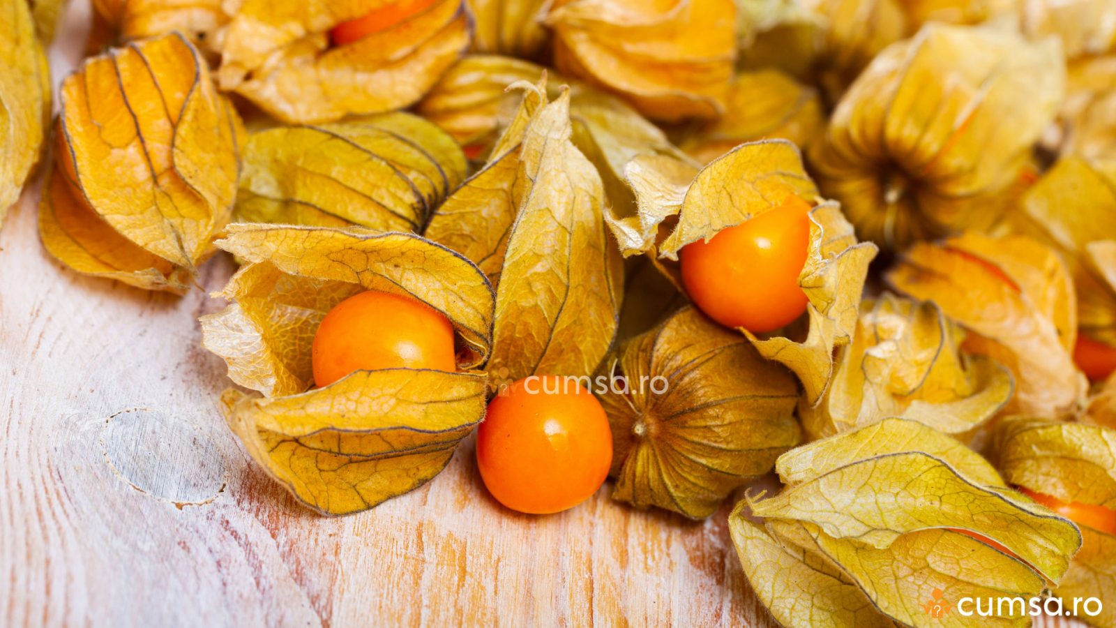 Papalau. Cum sa cultivi si sa ingrijesti Physalis peruviana - cumsa.ro