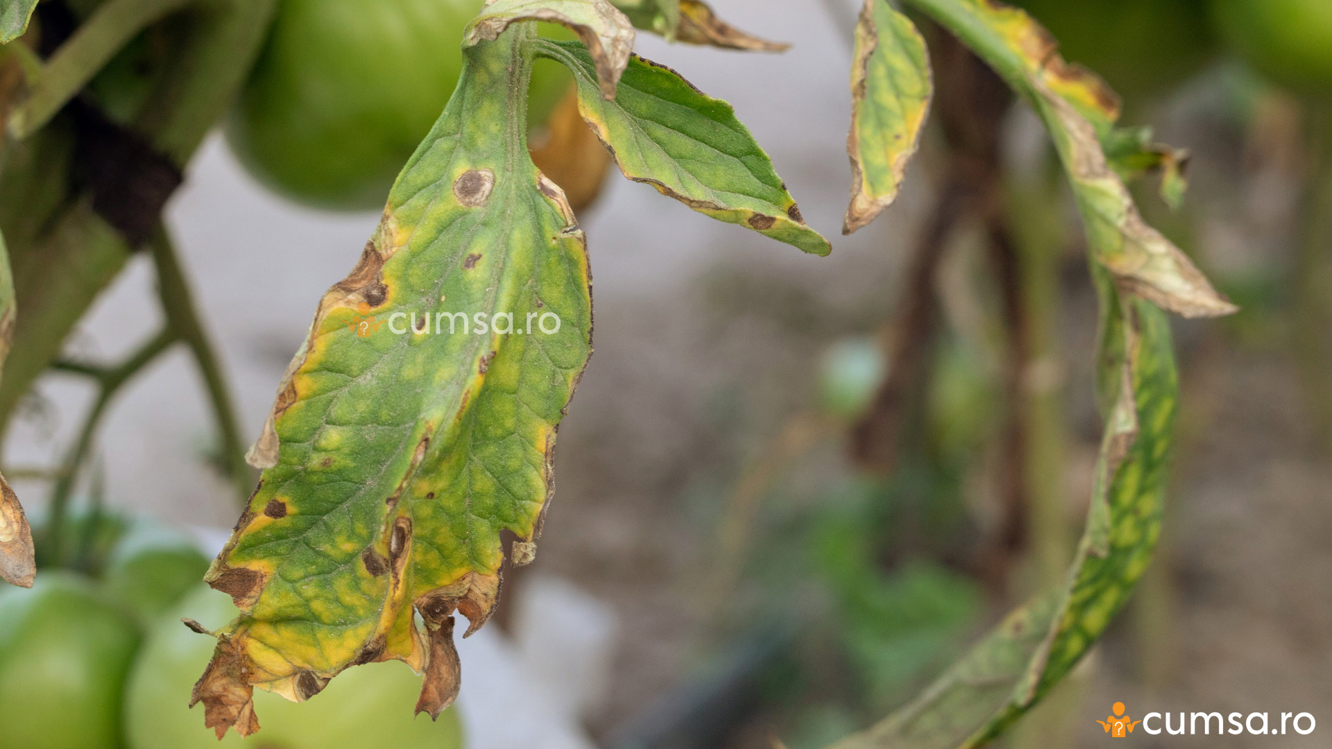 Cum sa combati fuzarioza la tomate si ce tratament sa folosesti - cumsa.ro