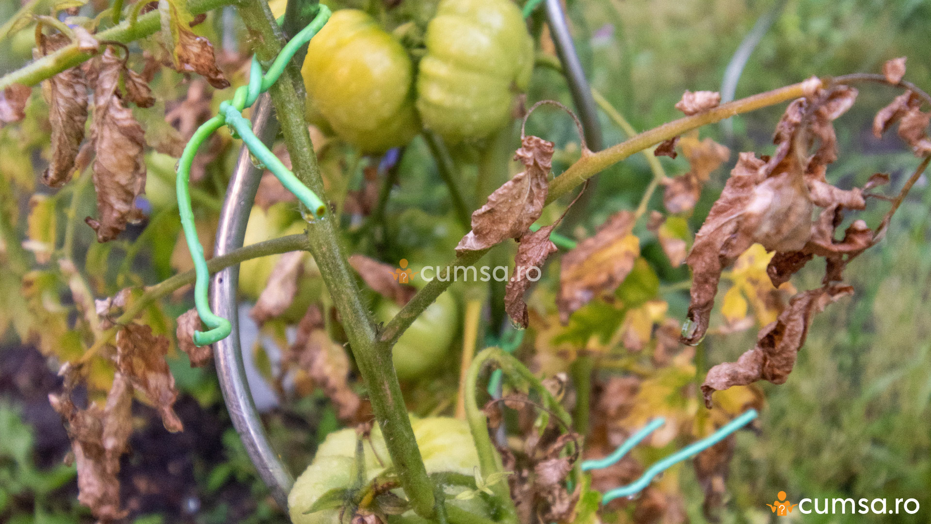 Cum sa combati fuzarioza la tomate si ce tratament sa folosesti - cumsa.ro