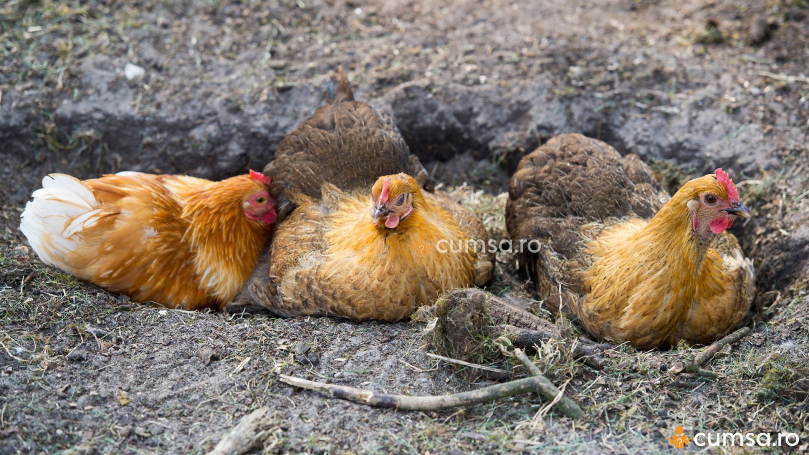 Combaterea paduchilor la gaini. Cum sa aplici tratamentele - cumsa.ro