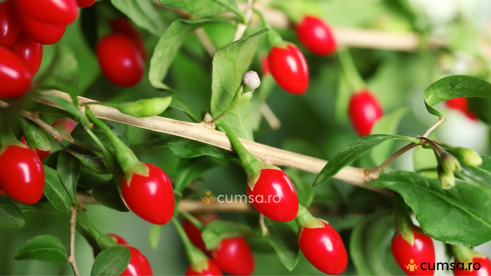 Cum sa cultivi plante, fructe sau legume exotice in Romania - cumsa.ro
