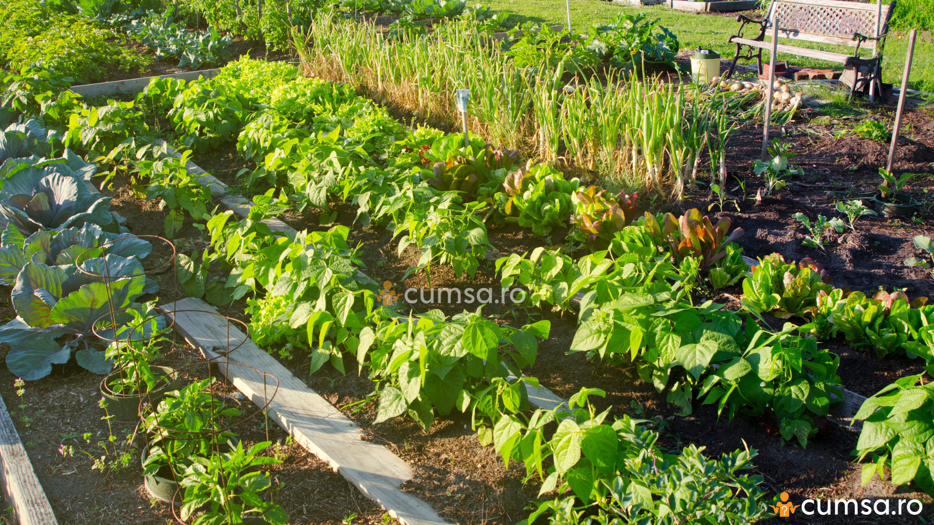 Cum sa iti faci o gradina de legume bio - cumsa.ro