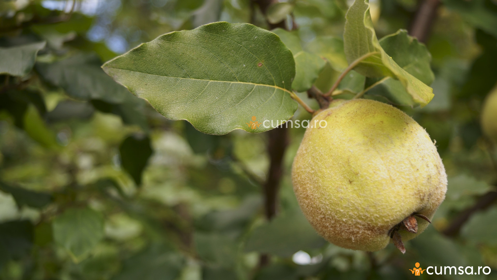 Schema tratamente gutui. Cum sa faci stropirile la acest pom fructifer ...