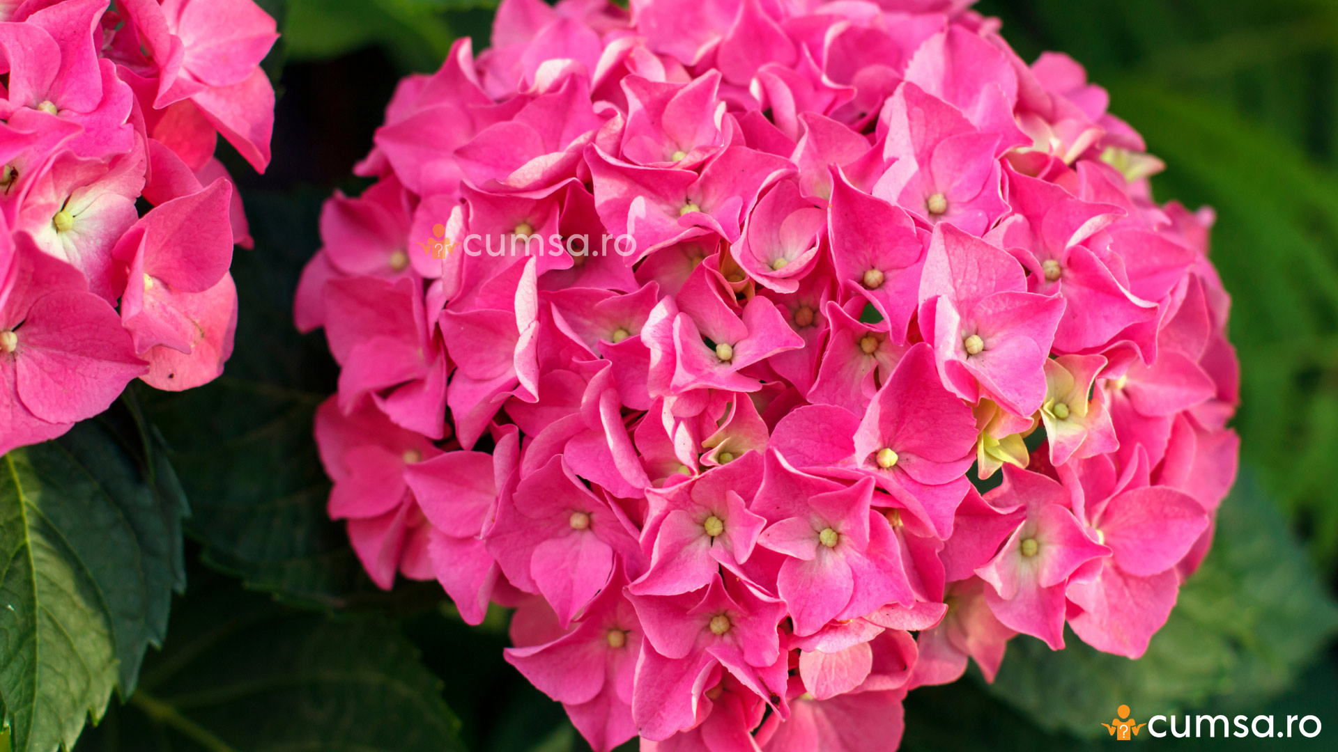 Schimbare culoare hortensie. Cum sa faci acest lucru - cumsa.ro