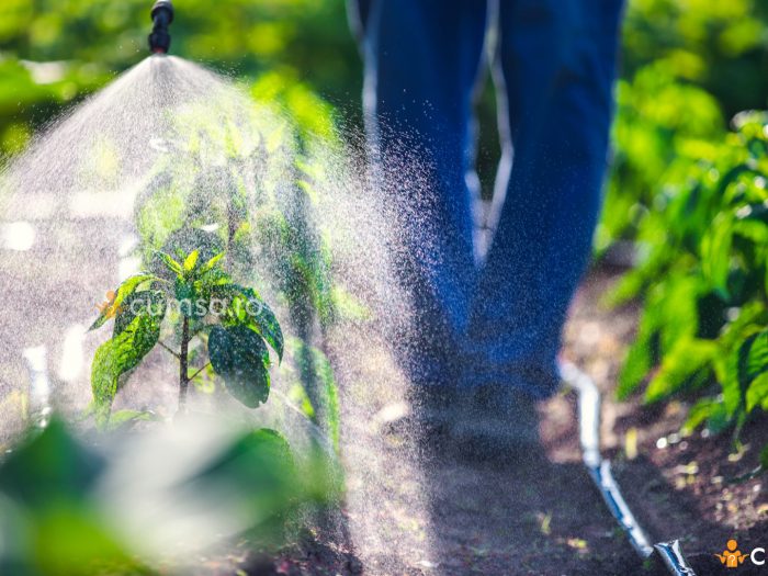 Cum sa folosesti azotat de calciu, un ingrasamant mineral pentru plante ...
