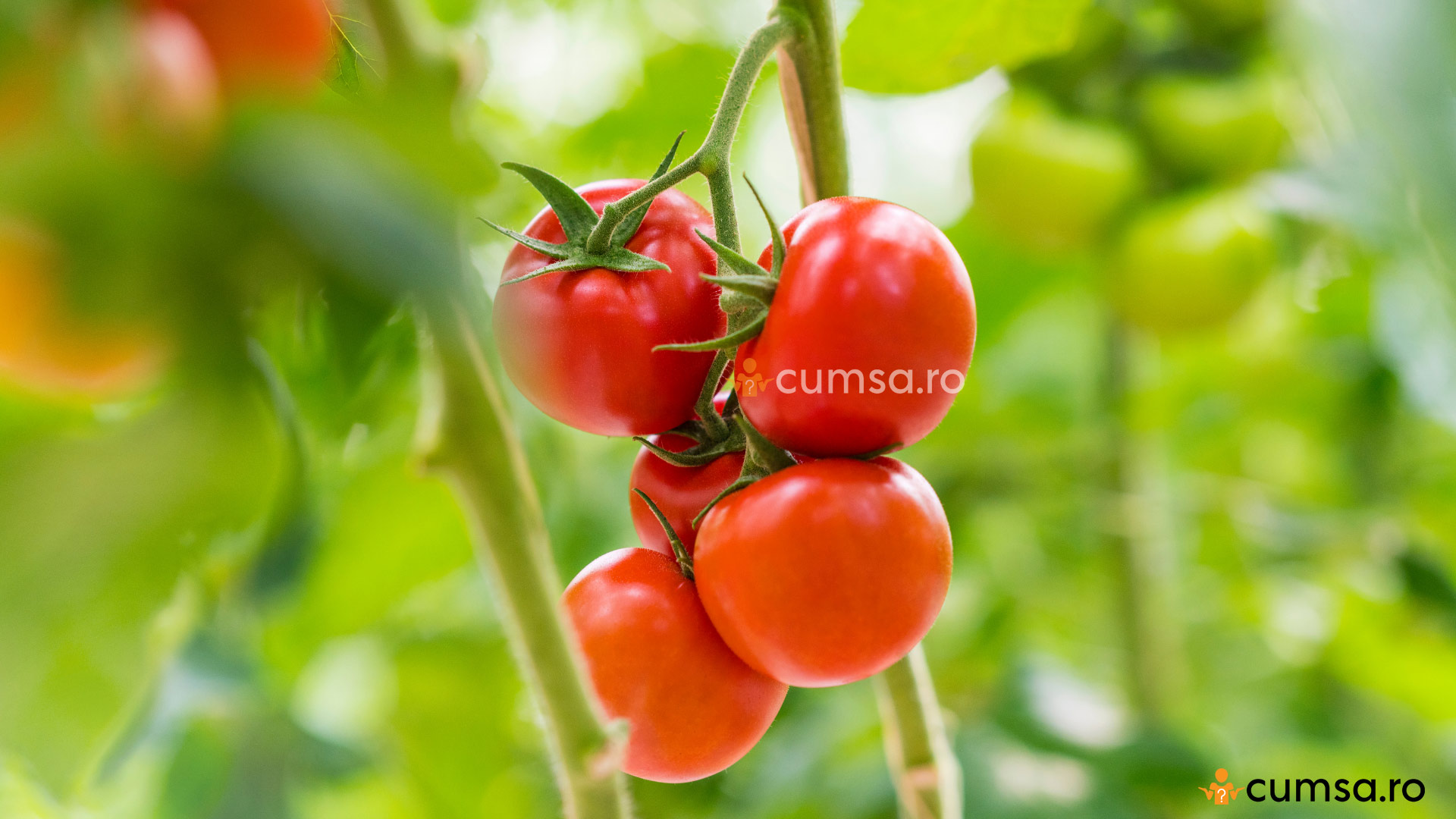 Cum sa faci ingrasamant natural pentru rosii - cumsa.ro