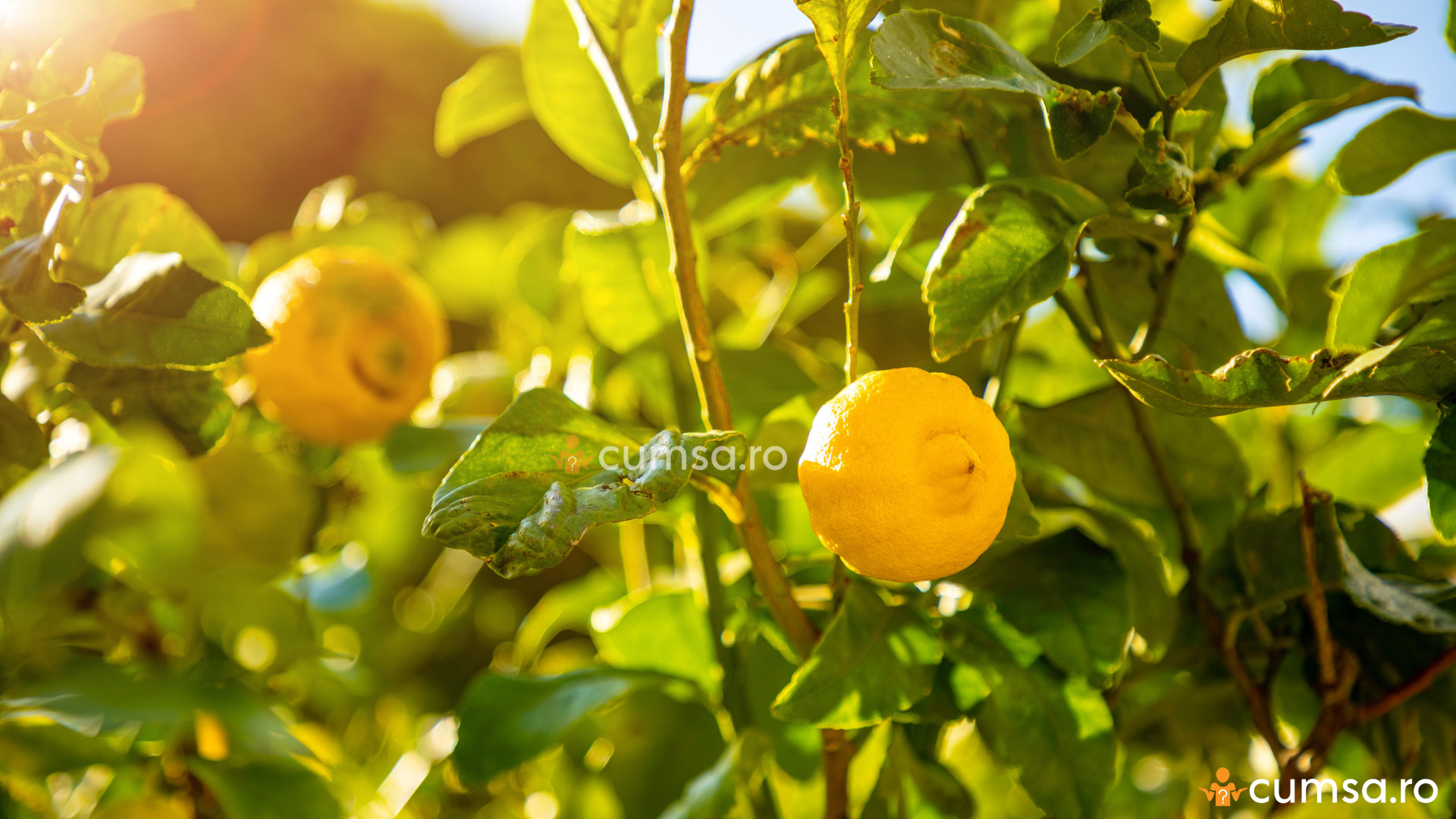 Cum sa cultivi plante, fructe sau legume exotice in Romania - cumsa.ro