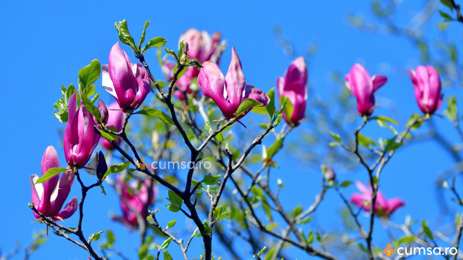 Plantare si ingrijire magnolie. Cum sa o faci in mod corect - cumsa.ro