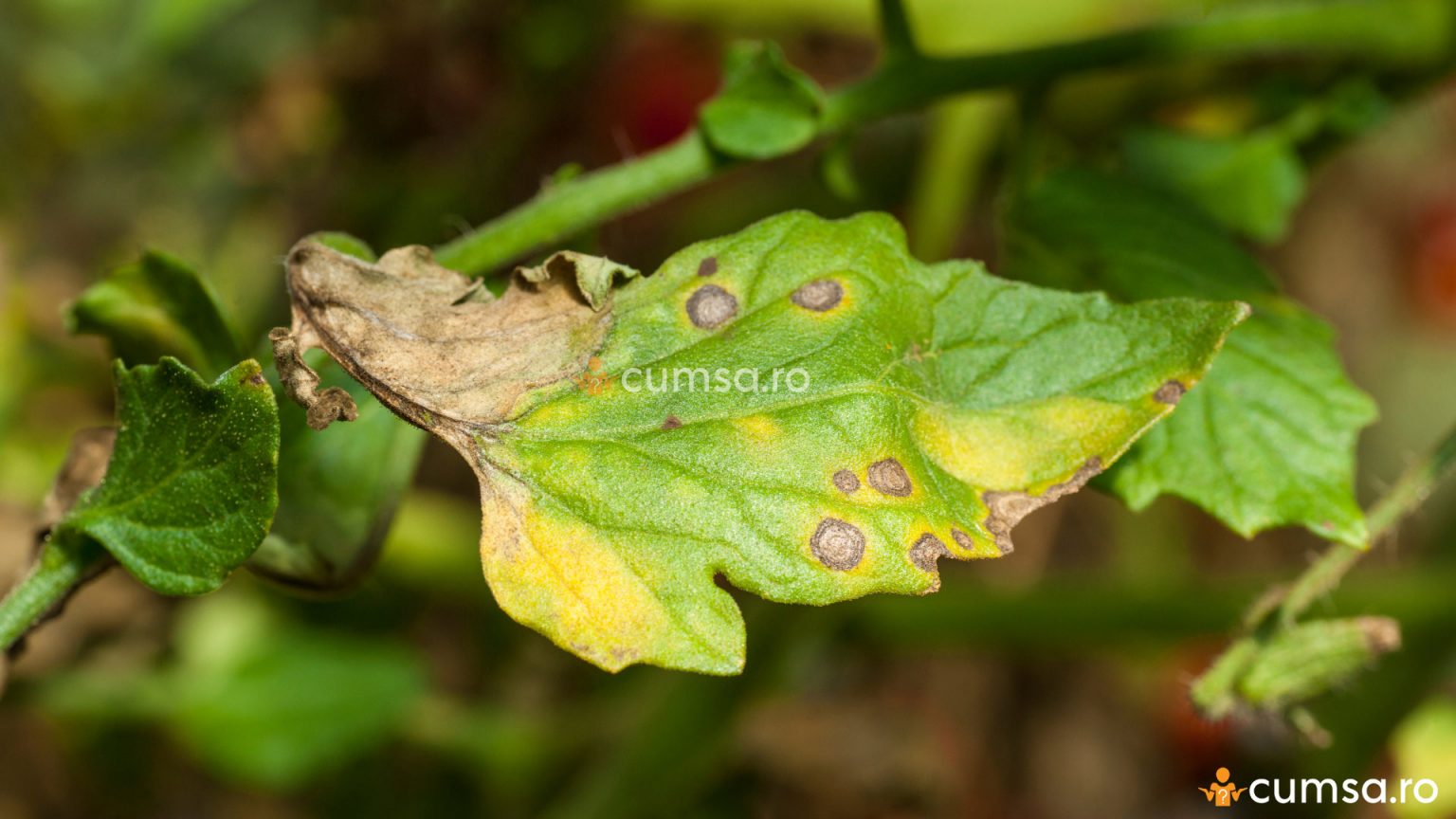 Tratament mana la rosii. Cum sa combati aceasta boala la tomate - cumsa.ro
