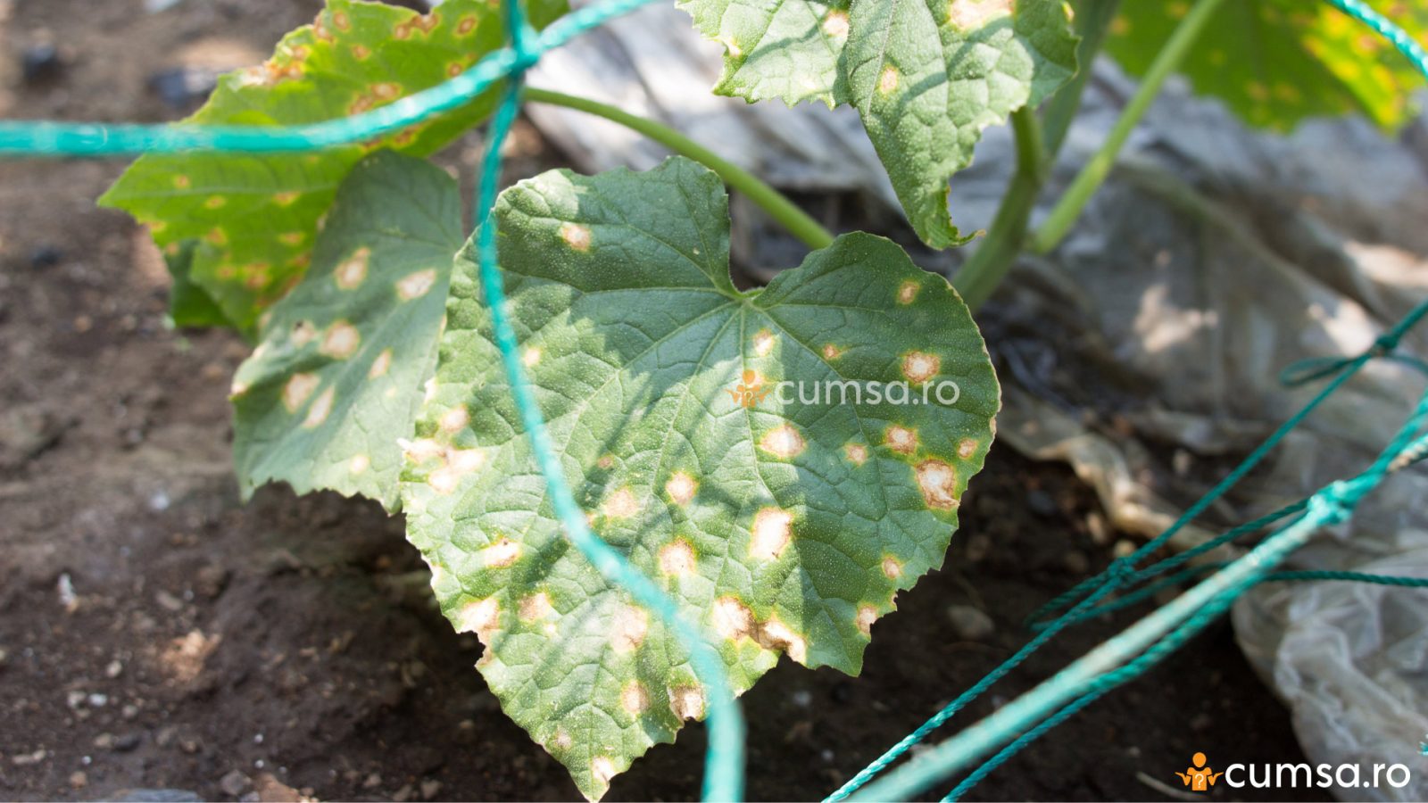 Cum sa combati mana la castraveti. Ce tratamente trebuie sa aplici ...