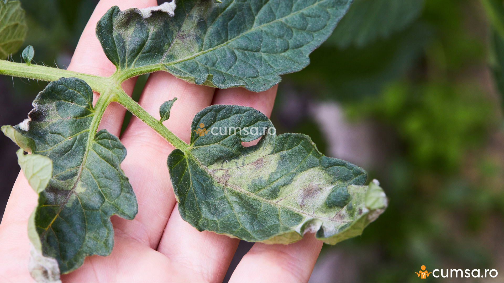 Tratament mana la rosii. Cum sa combati aceasta boala la tomate - cumsa.ro
