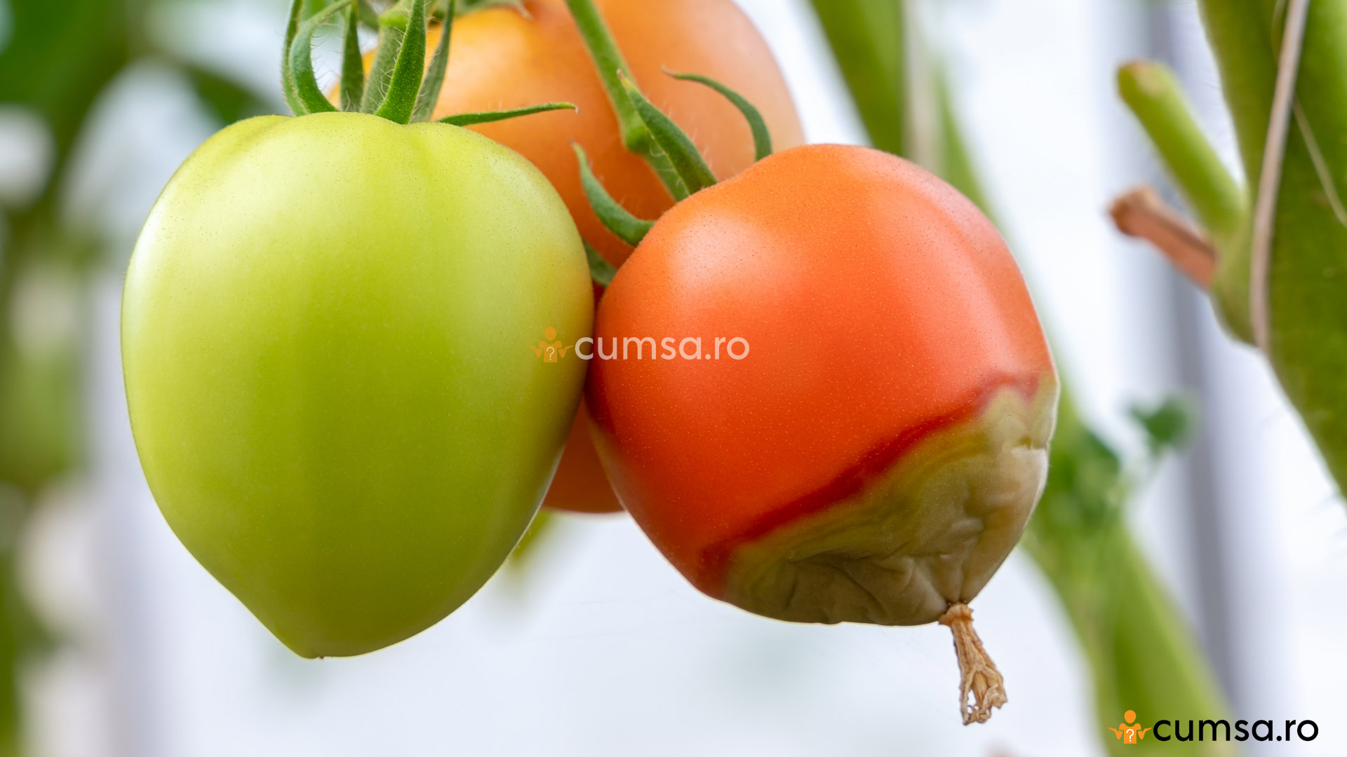 Tratament mana la rosii. Cum sa combati aceasta boala la tomate - cumsa.ro