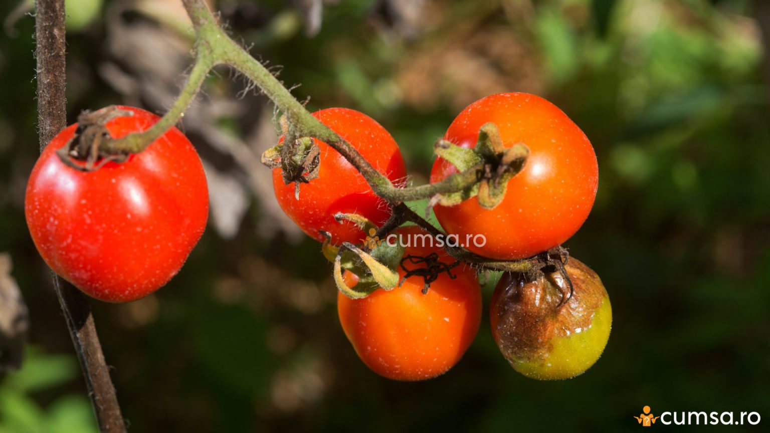 Stropirea rosiilor cu lapte. Cum sa aplici acest tratament in gradina ...