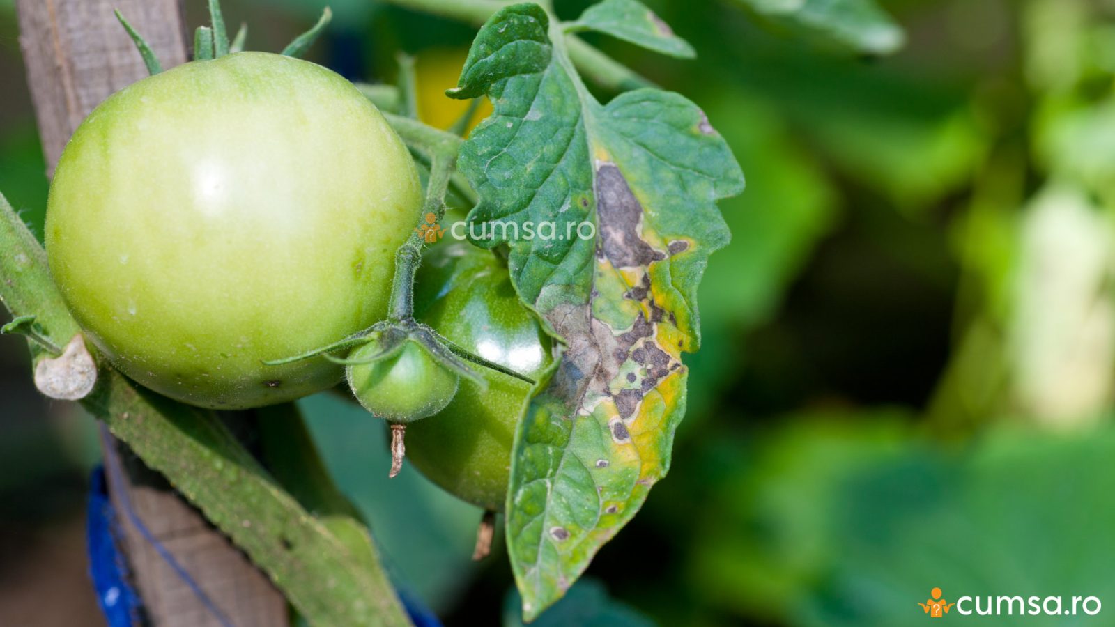 Tratament mana la rosii. Cum sa combati aceasta boala la tomate - cumsa.ro