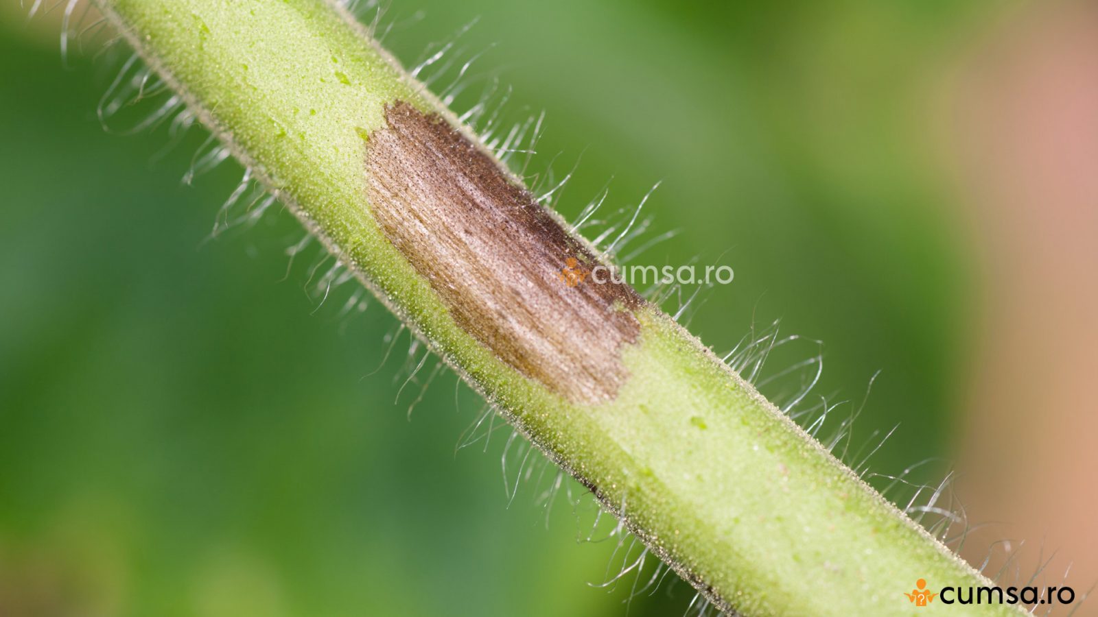 Tratament mana la rosii. Cum sa combati aceasta boala la tomate - cumsa.ro