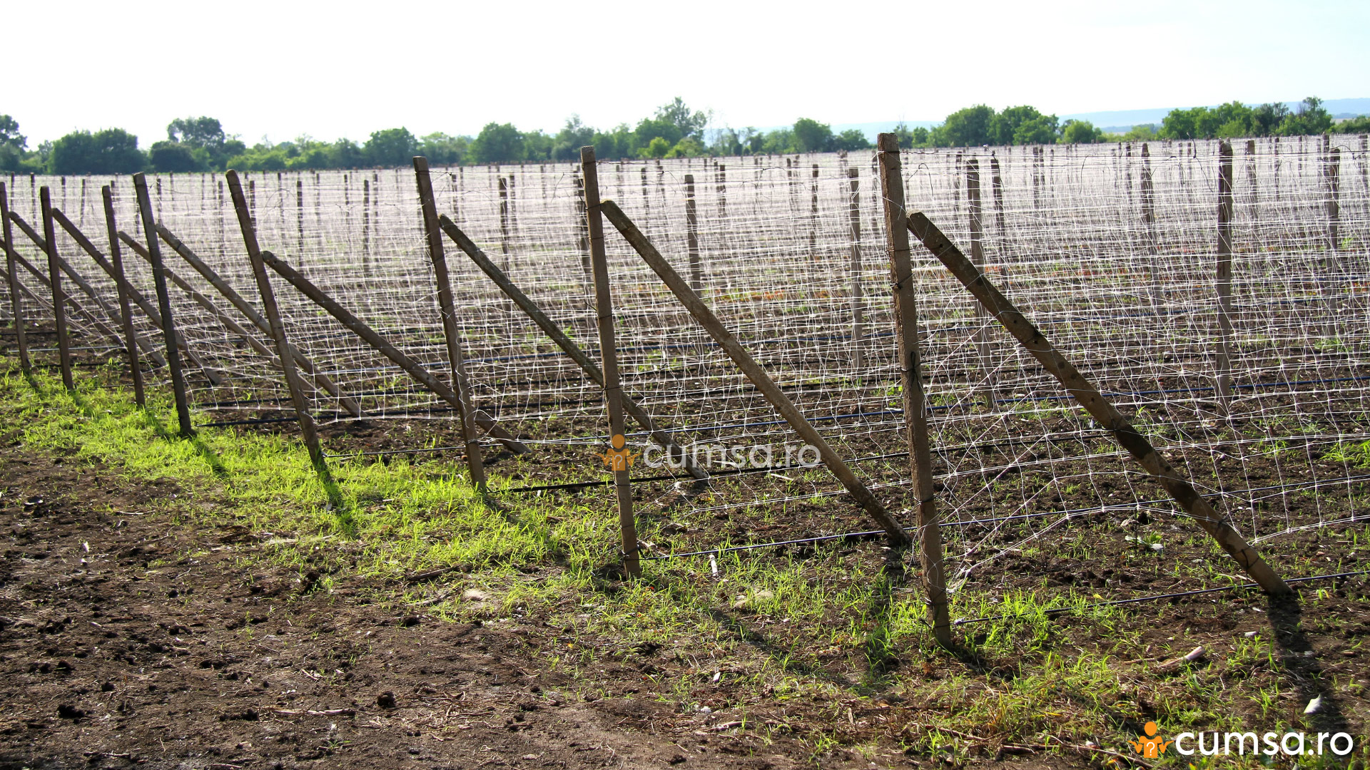 Plasa pentru castraveti. Cum sa cultivi in mod eficient - cumsa.ro Plasa pentru castraveti. Cum sa cultivi in mod eficient - cumsa.ro