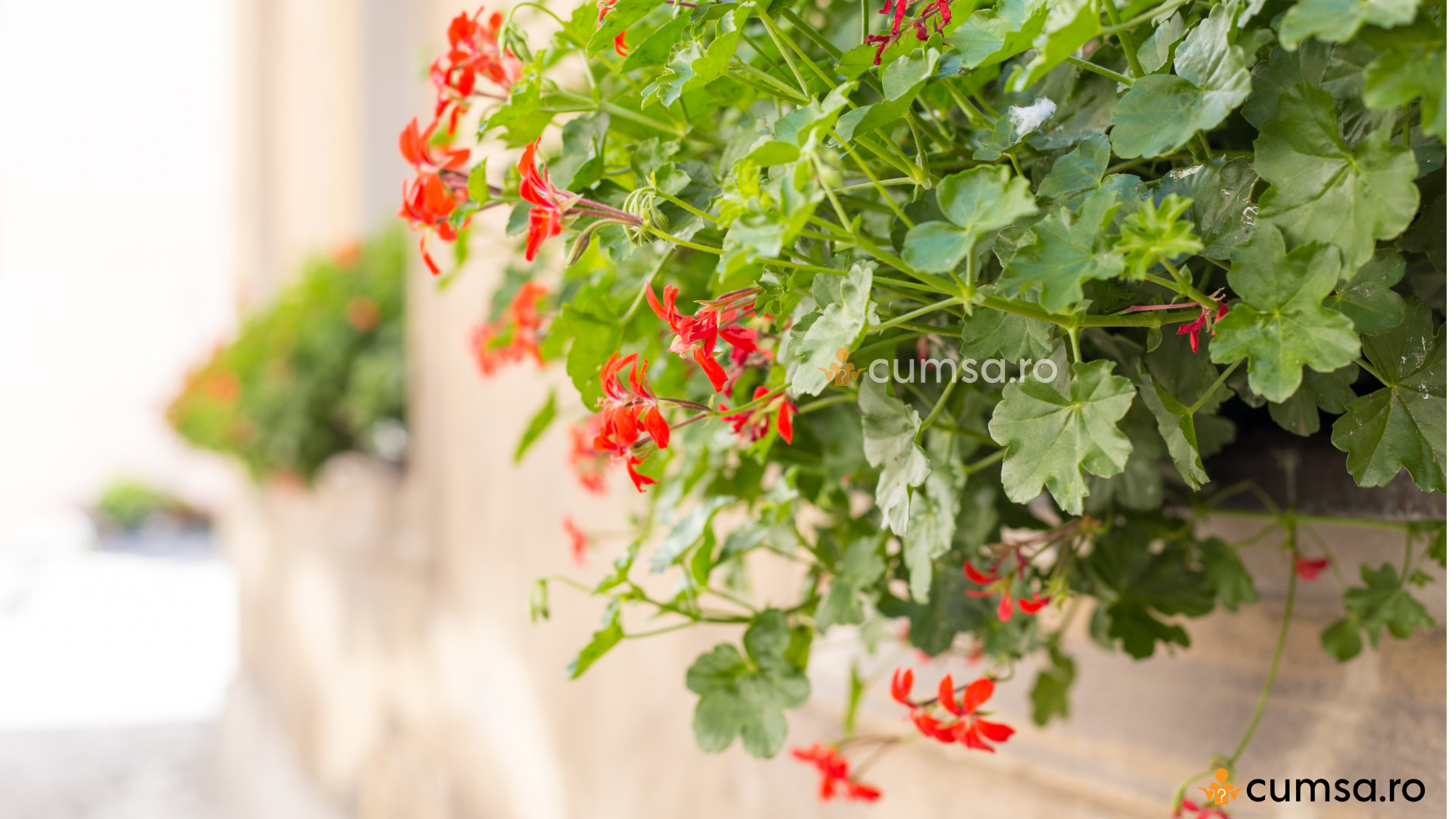 Cum sa ingrijesti muscatele tiroleze sau curgatoare - cumsa.ro