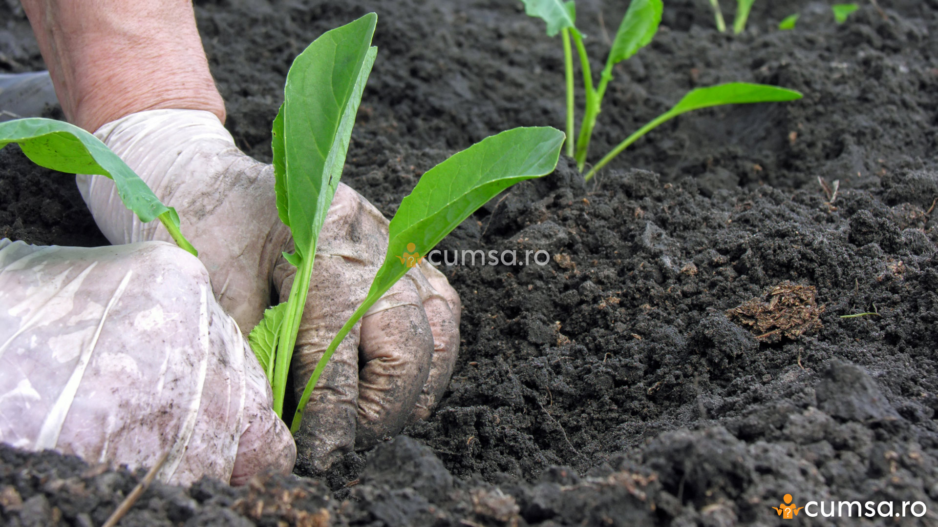 Cum sa plantezi rasadurile. La ce distanta si in ce perioada - cumsa.ro