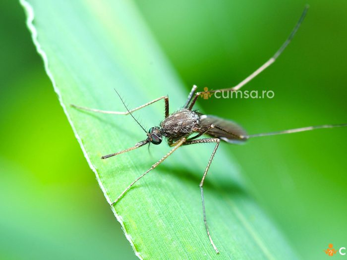 Insecticid tantari exterior. Cum sa tii la distanta insectele in ...