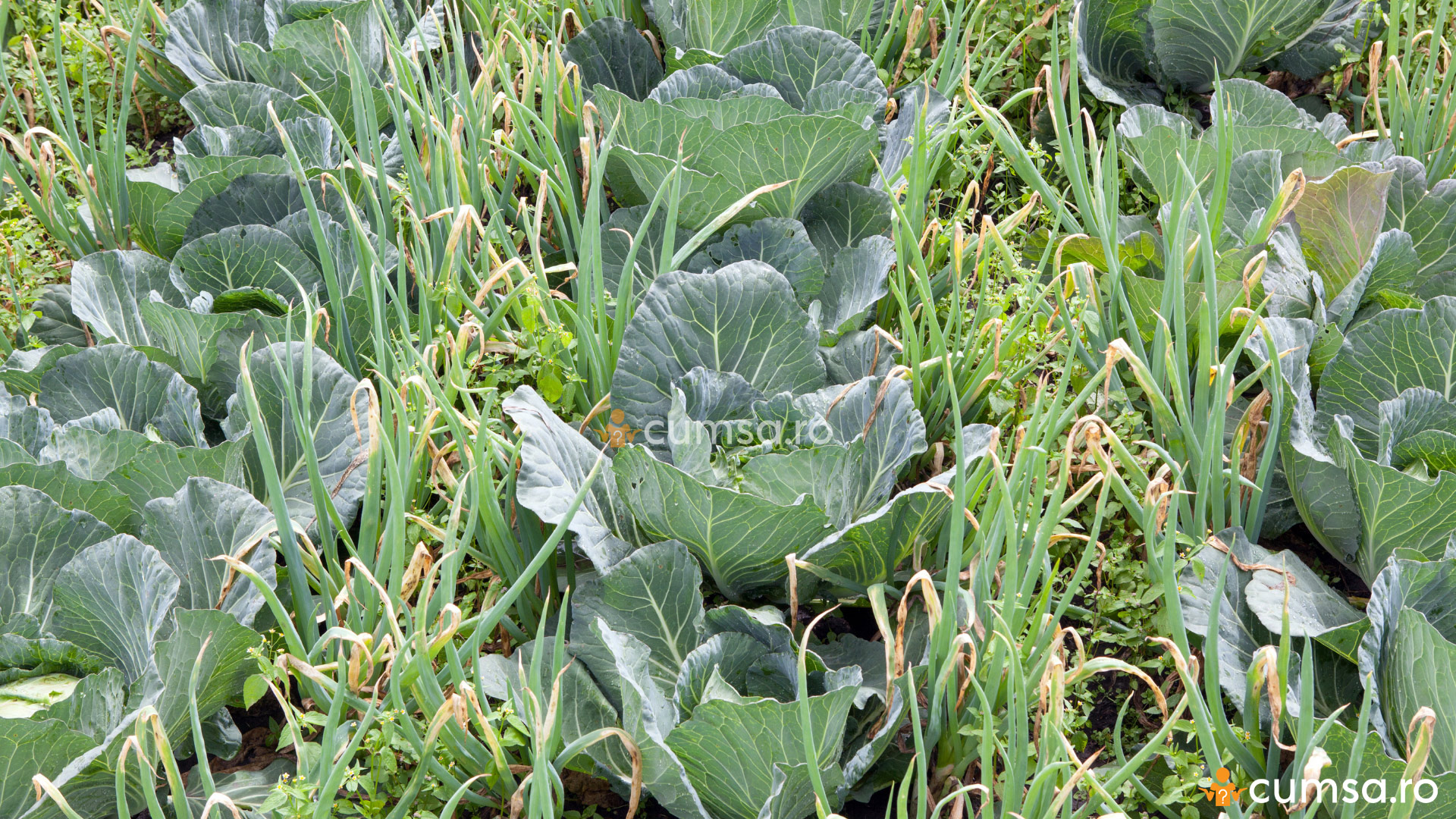 Plante companion. Cum sa protejezi legumele din gradina impotriva ...