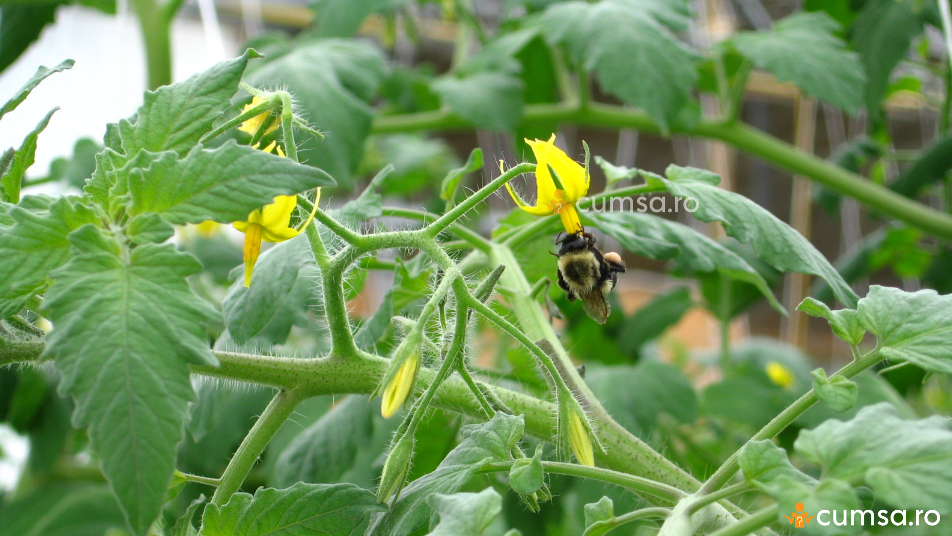 Cum sa faci polenizarea manuala a rosiilor - cumsa.ro