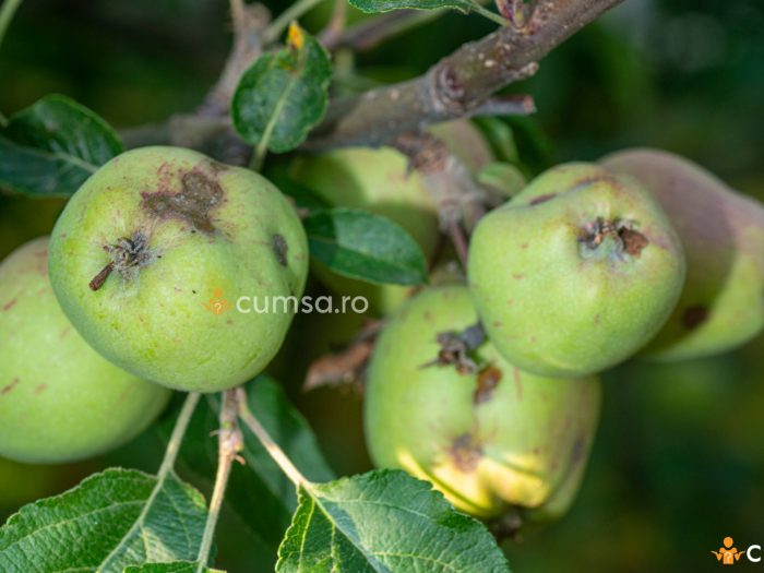 Fertilizare pomi fructiferi. Cum sa o faci si ce ingrasamant sa ...