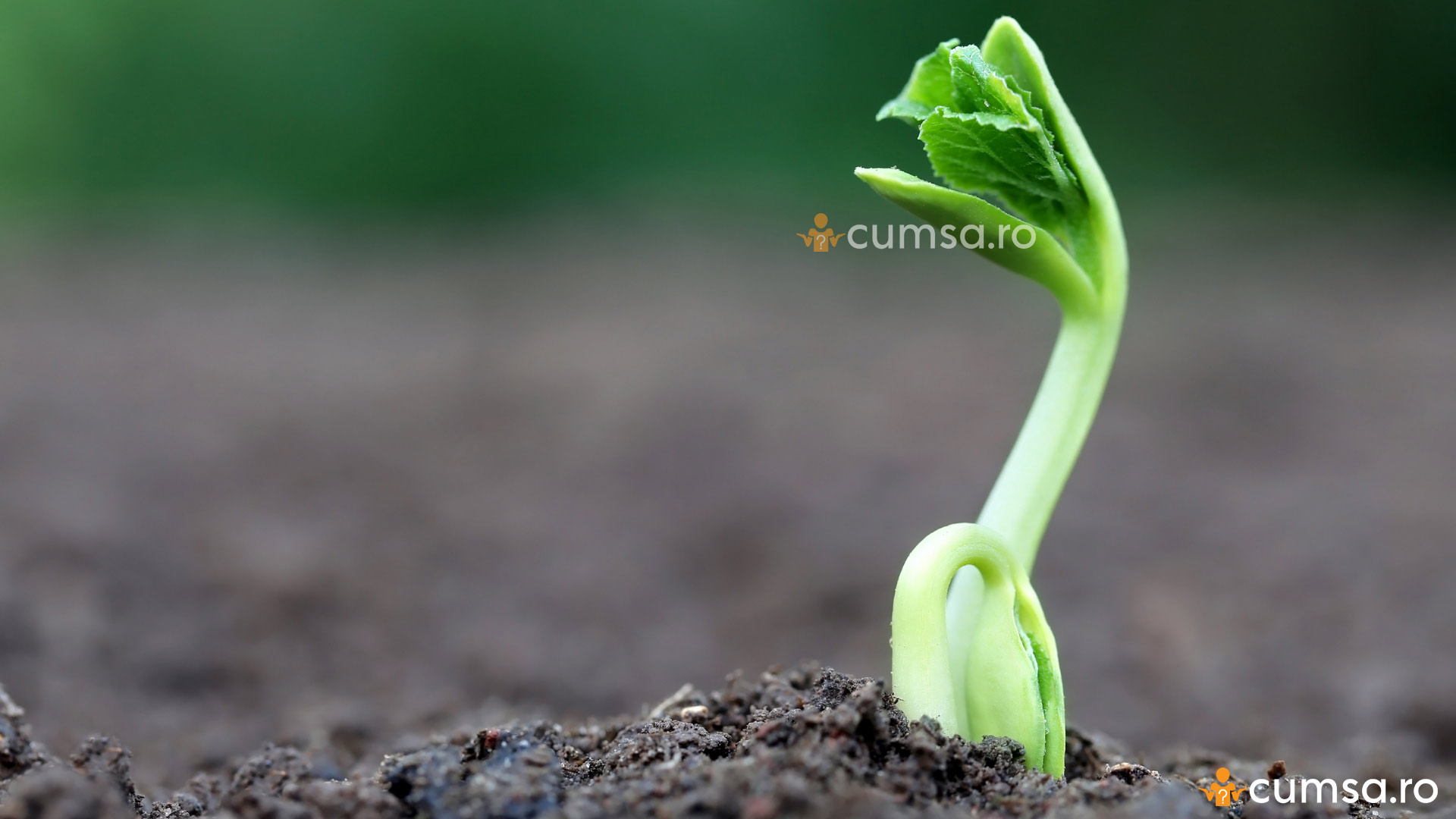 Cum sa cultivi castravete amar in gradina - cumsa.ro