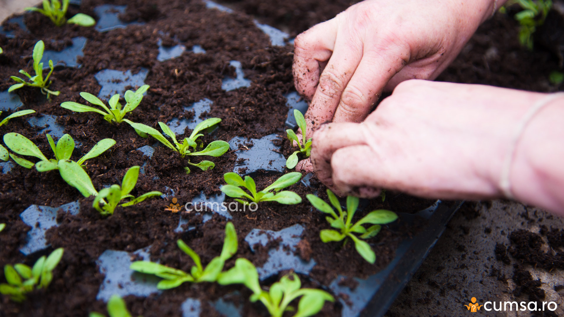 Rasaduri de salata verde. Cum sa le obtii si cand sa le plantezi - cumsa.ro