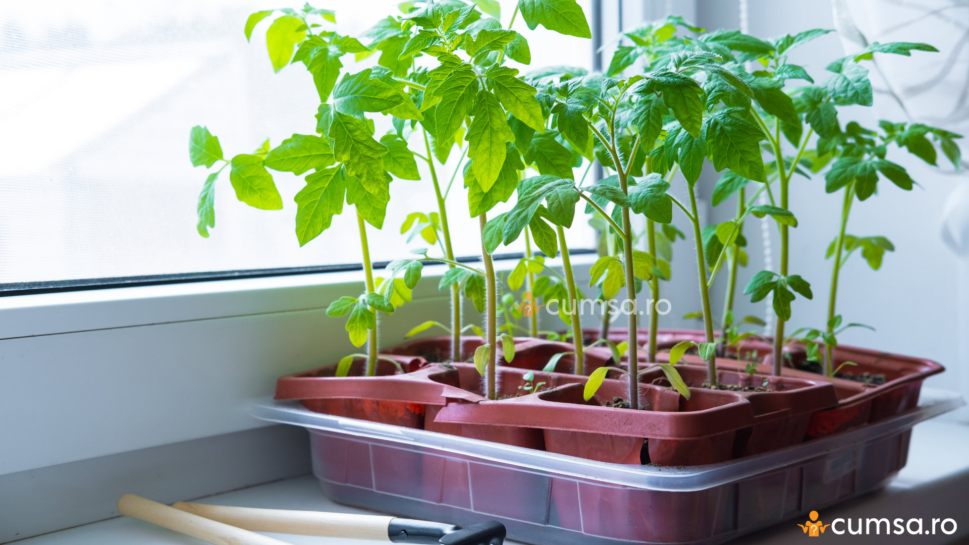 Rasaduri de rosii bio. Cum sa le recunosti sau cum le poti obtine ...