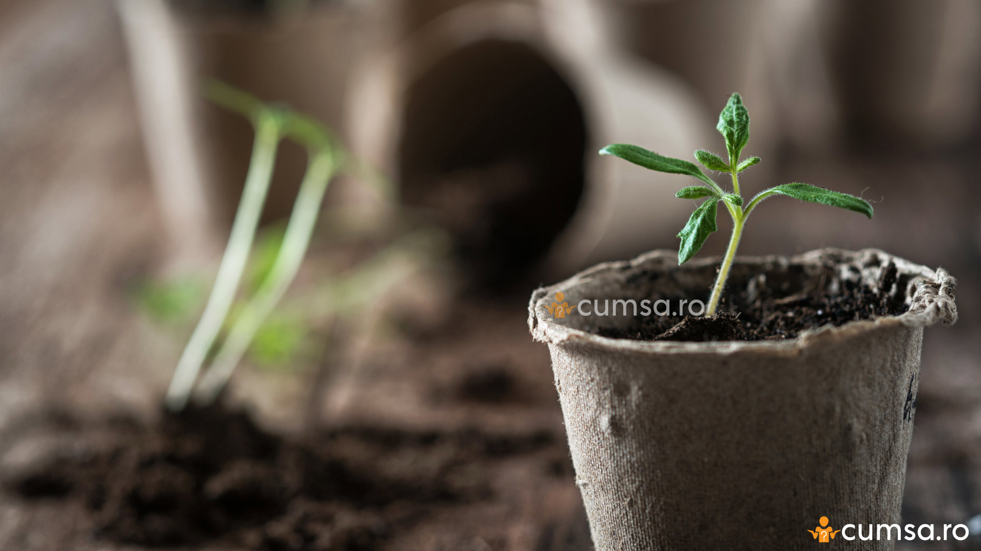 Schema tratament tomate. Cum si cand sa faci stropirea rosiilor - cumsa.ro