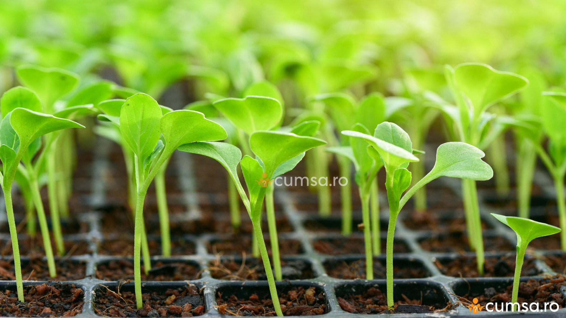 Rasaduri de salata verde. Cum sa le obtii si cand sa le plantezi - cumsa.ro