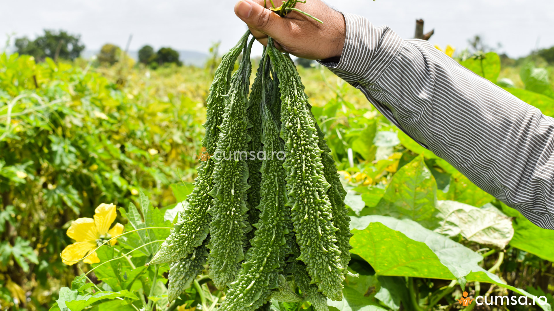 Cum sa cultivi castravete amar in gradina - cumsa.ro