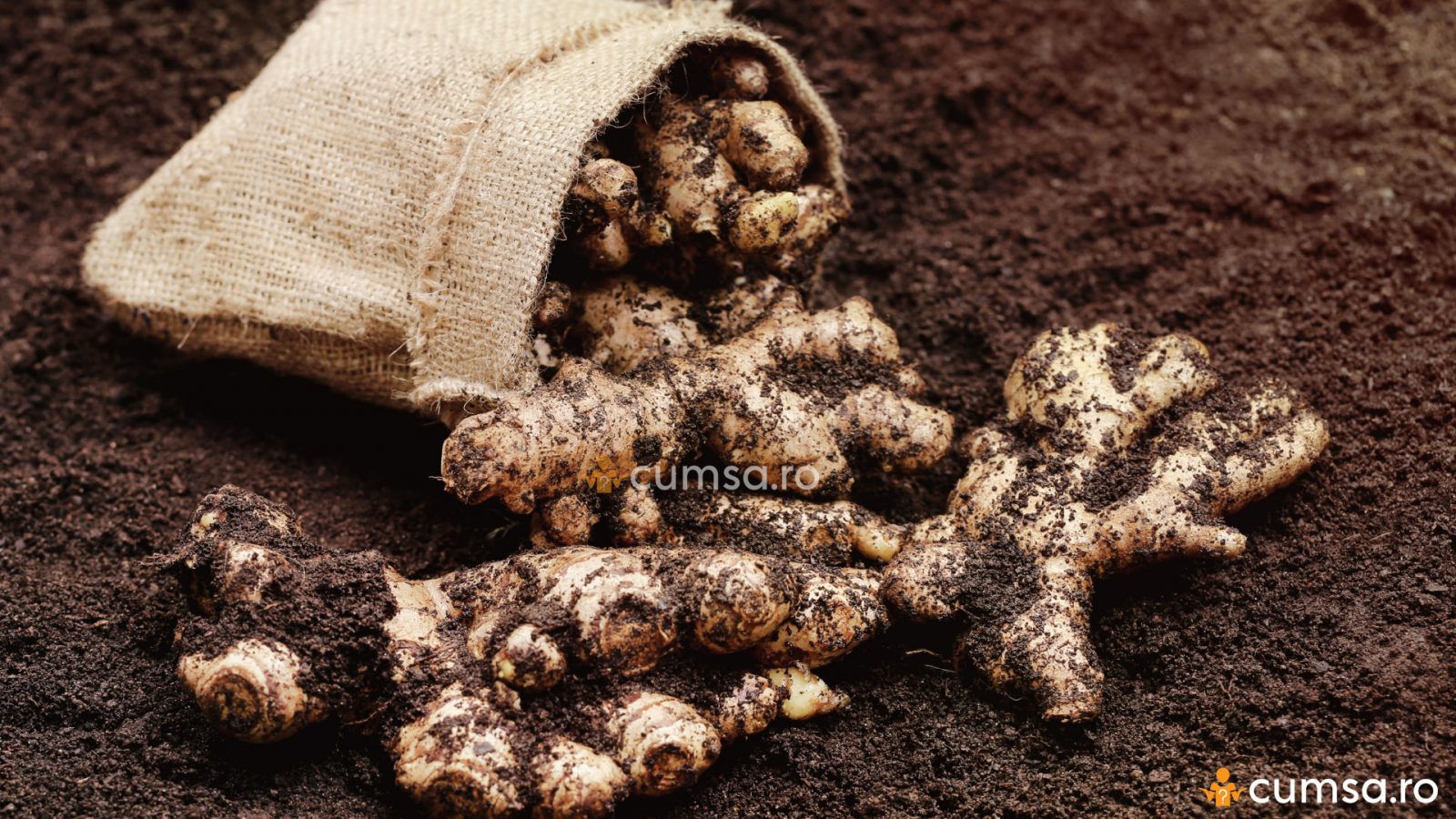 Cum sa plantezi ghimbir chiar la tine in gradina - cumsa.ro