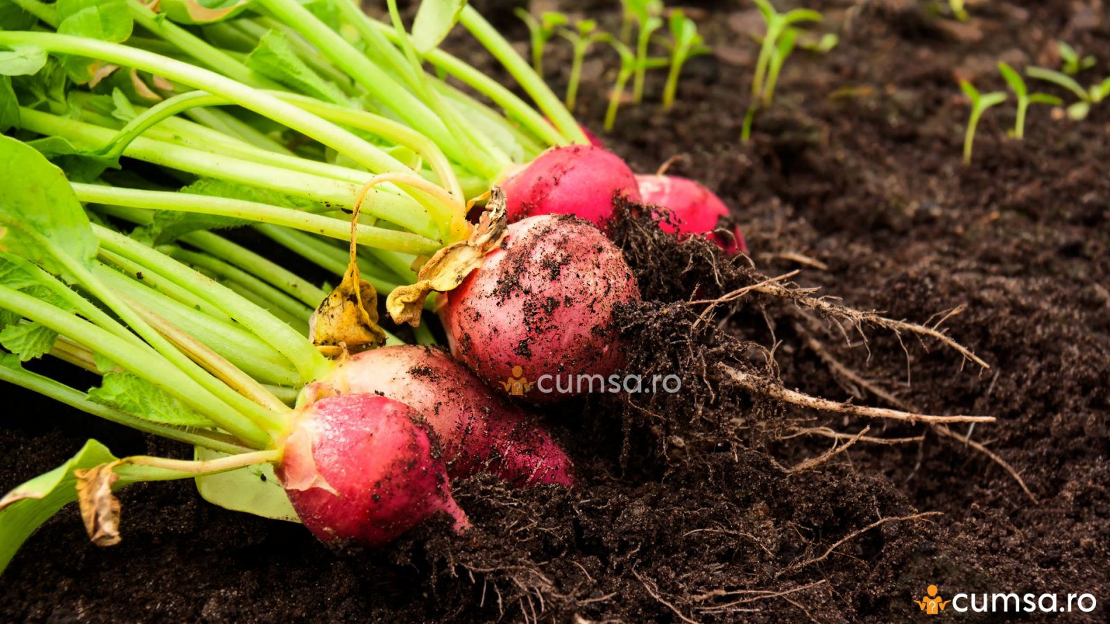 Cum sa plantezi ridichi. Cand se seamana si cum pregatesti solul - cumsa.ro