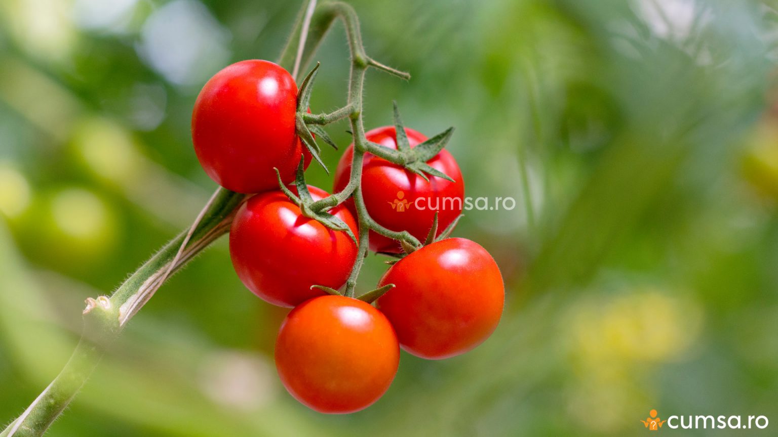 Cum sa faci ingrasamant natural pentru rosii - cumsa.ro