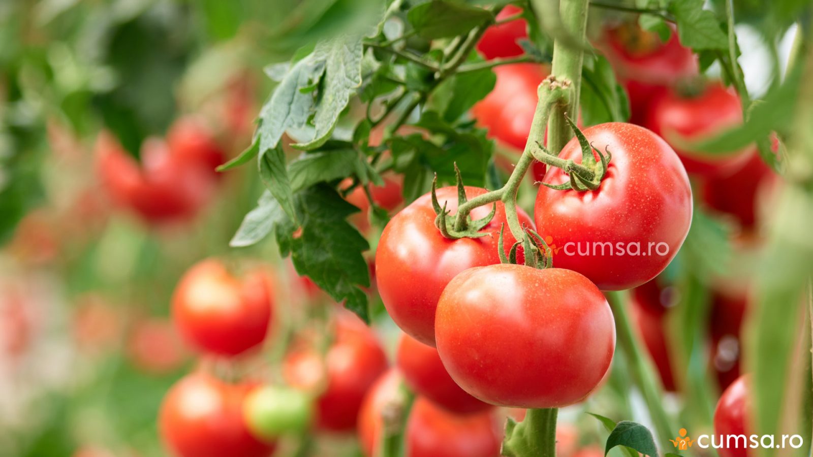 Cum sa tratezi rosiile folosind o solutie bio cu gainat, urzici si ...