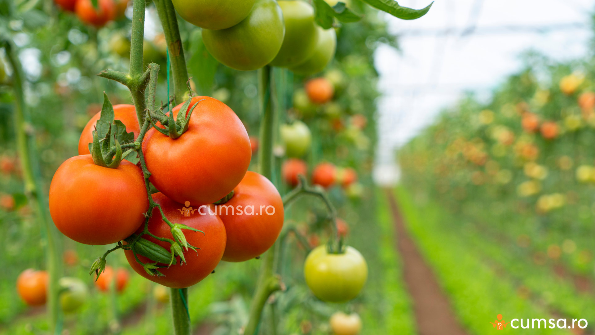 Schema tratament tomate. Cum si cand sa faci stropirea rosiilor - cumsa.ro