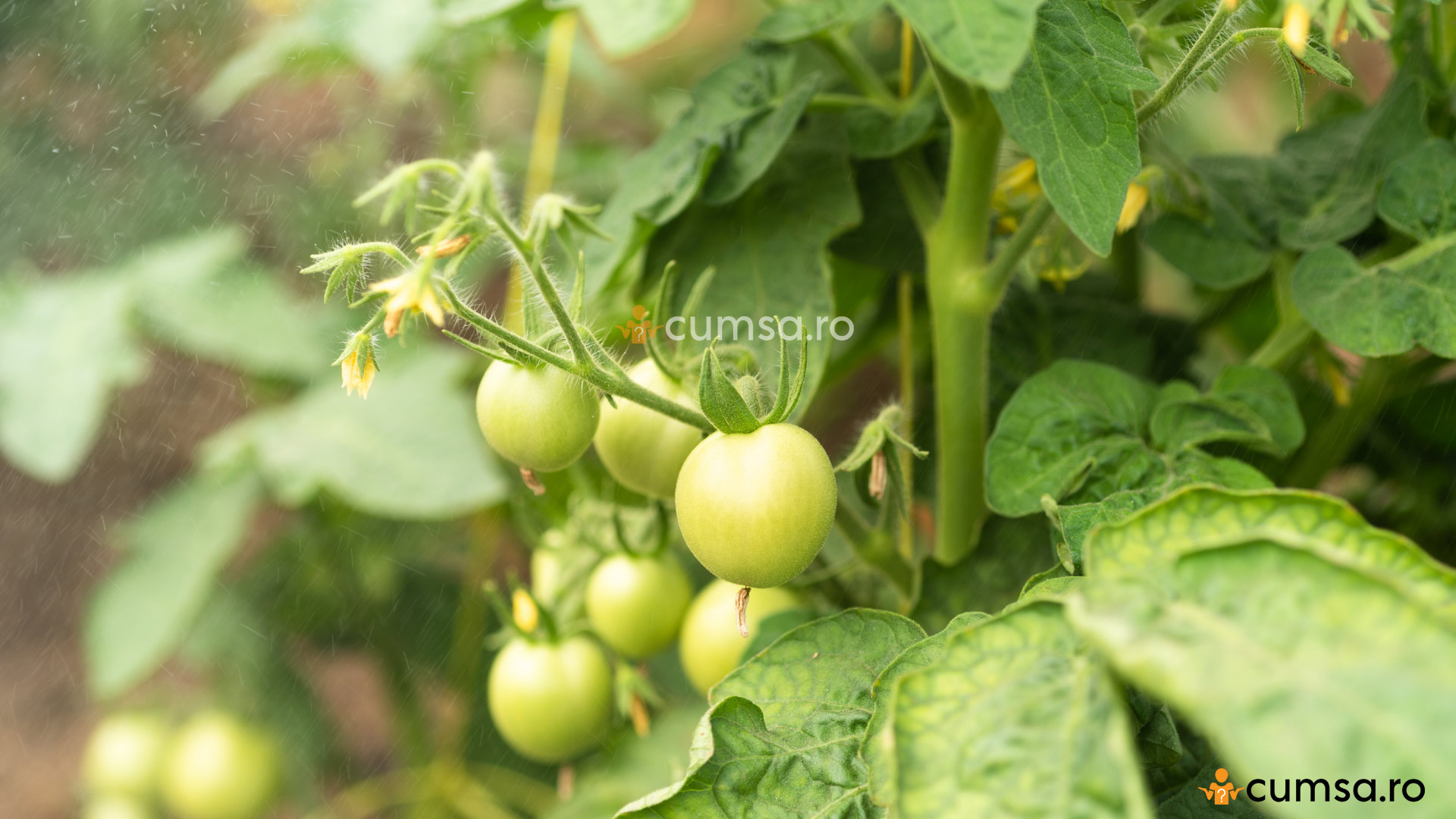 Stropirea rosiilor cu bicarbonat de sodiu. Cum sa prepari solutia ...